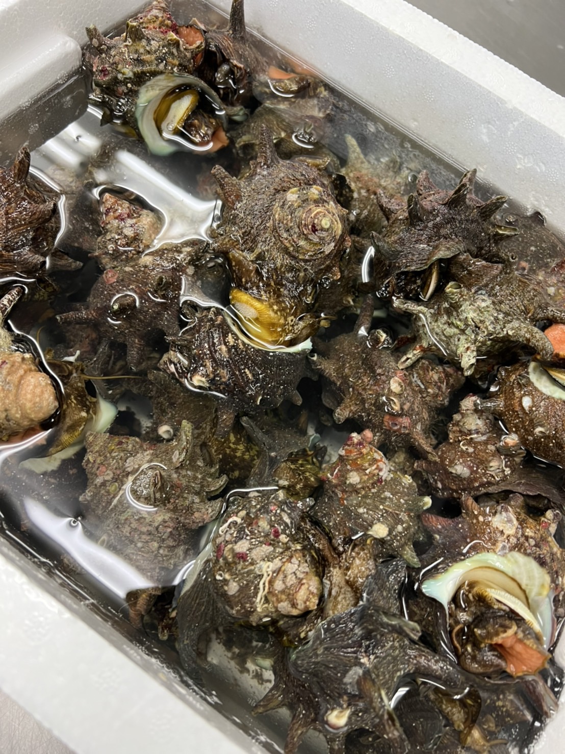 春が旬のサザエ！ 刺身やつぼ焼きのレシピを紹介 - 牛深水産株式会社